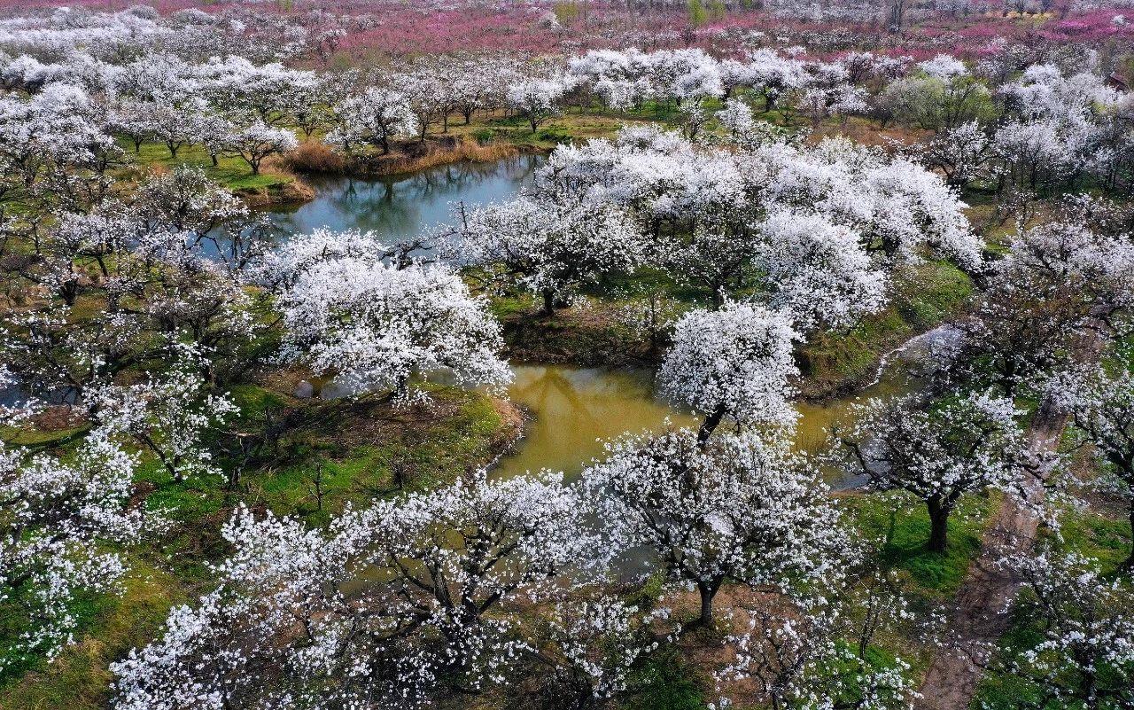 砀山梨花节3月27日开幕！_宿州市国防动员办公室